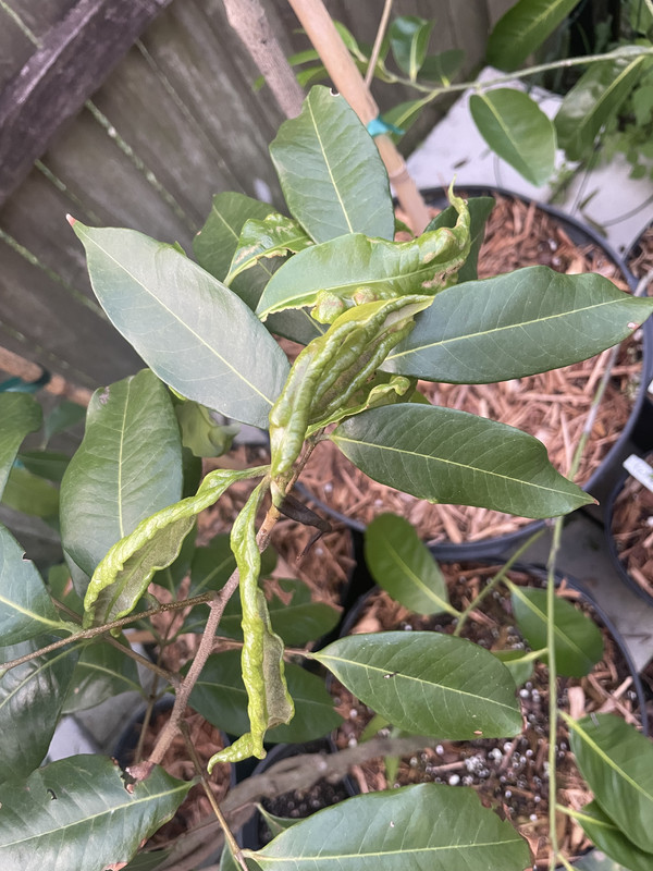 IMG 2703 — Postimages