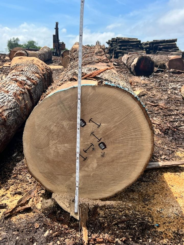 White oak log — Postimages