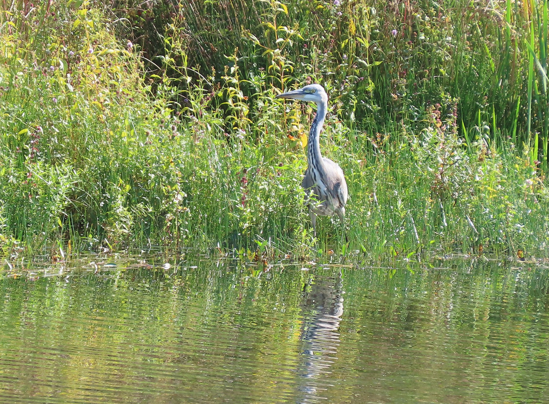 IMG 2585 — Postimages