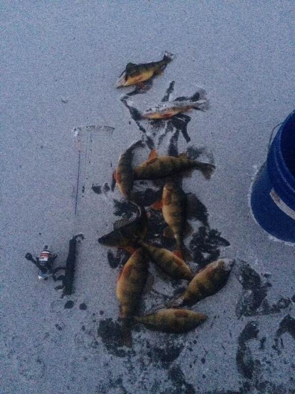 PERCH — Postimages