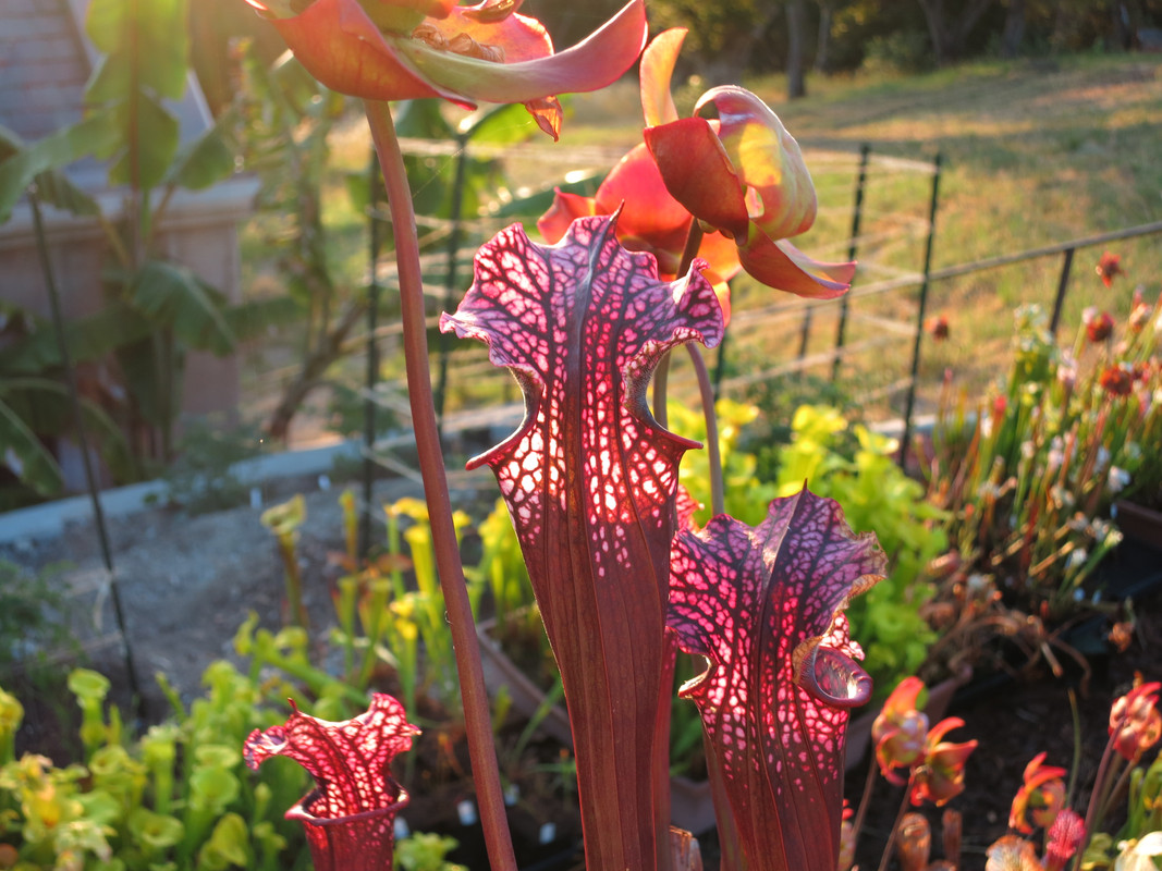 IMG 6493 — Postimages