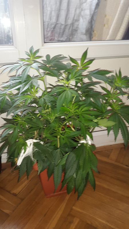 20180305 164306 — Postimages