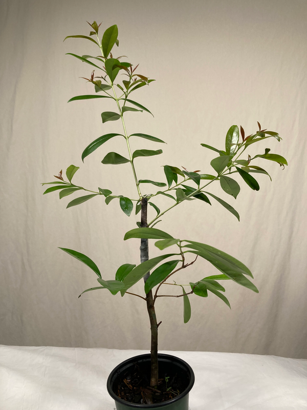 Garnet Grafted 03 — Postimages