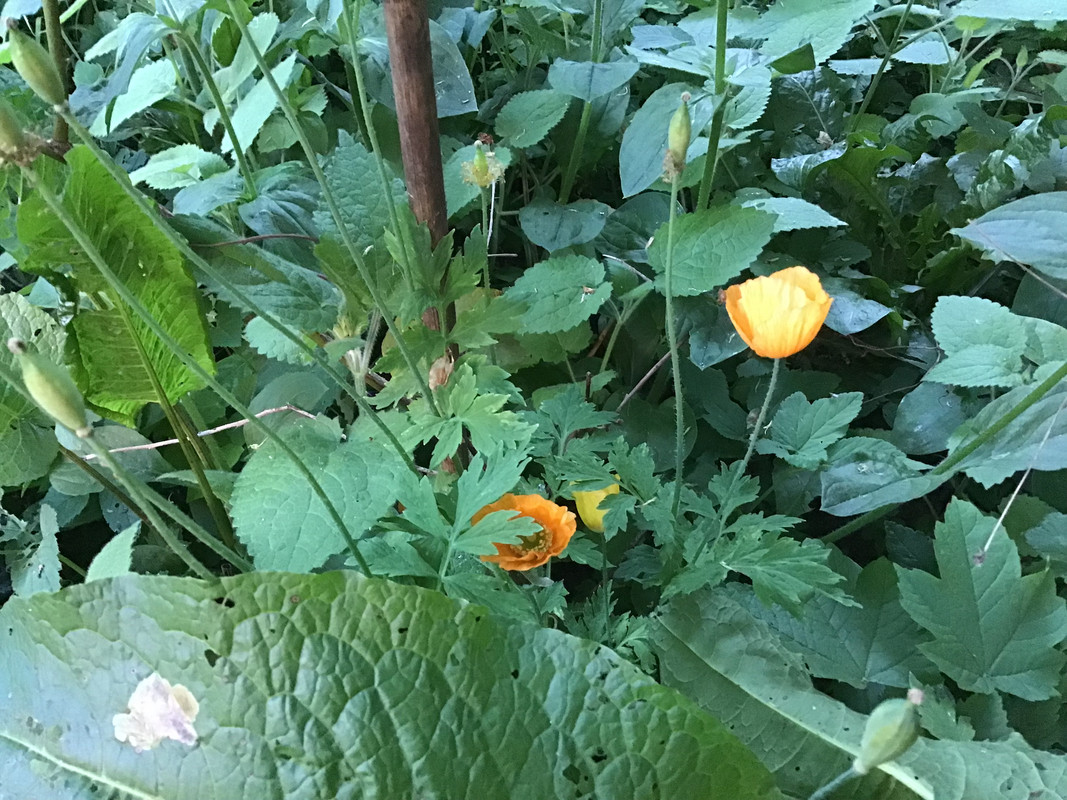 50653694 0896 46 C7 B462 CD8 C489 B5290 — Postimages