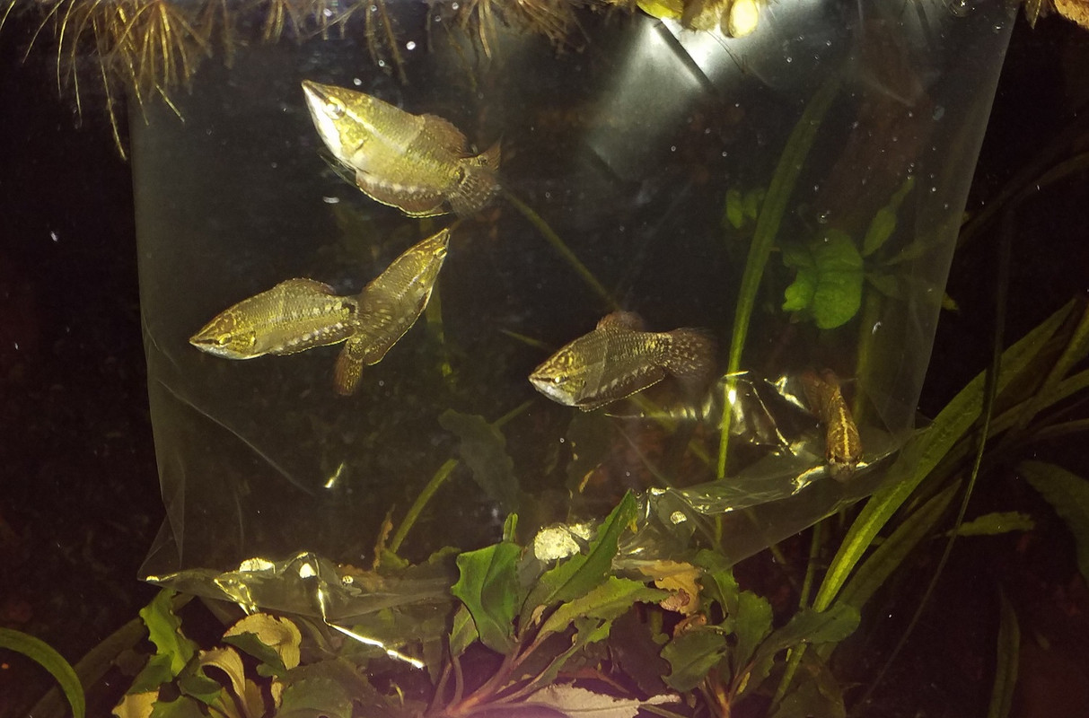 Arrival — Postimages