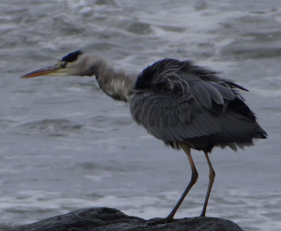 HERON 18 151023 — Postimages