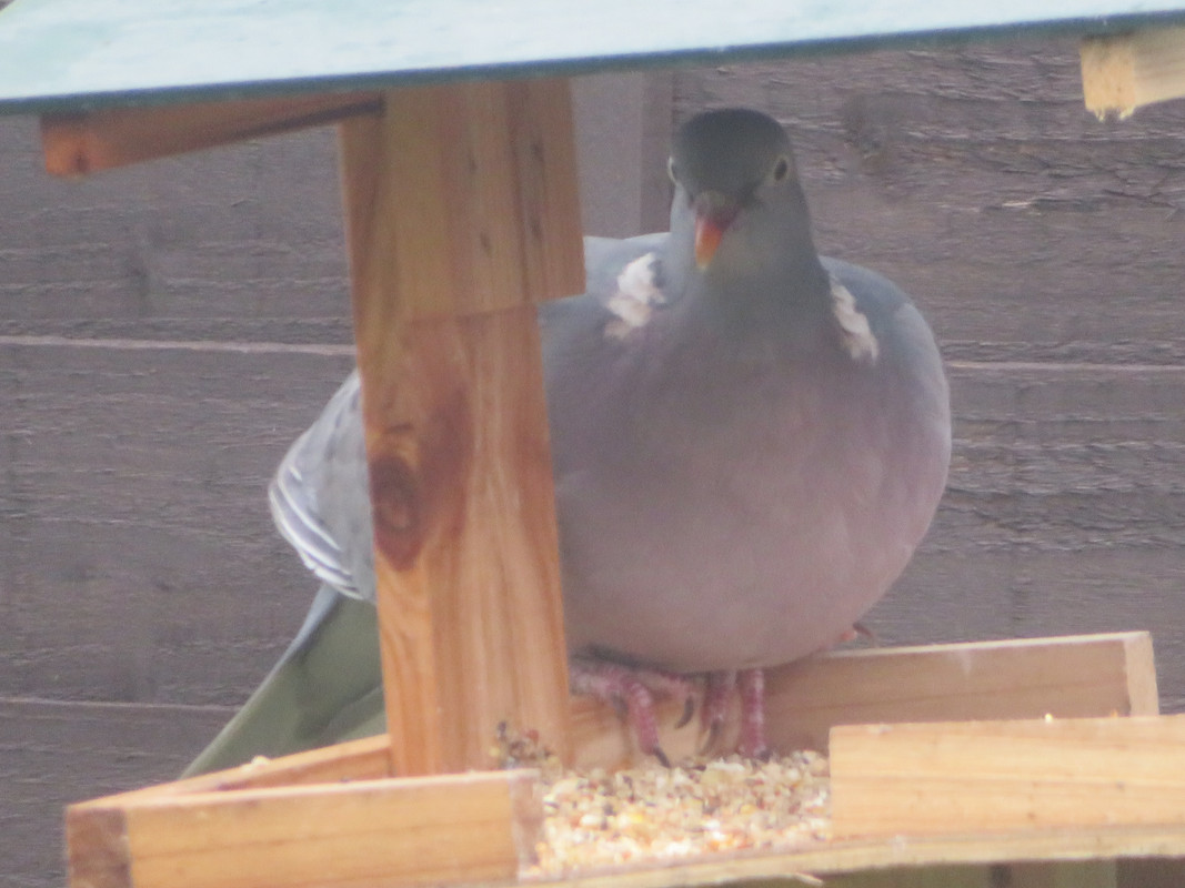 IMG 7941 — Postimages