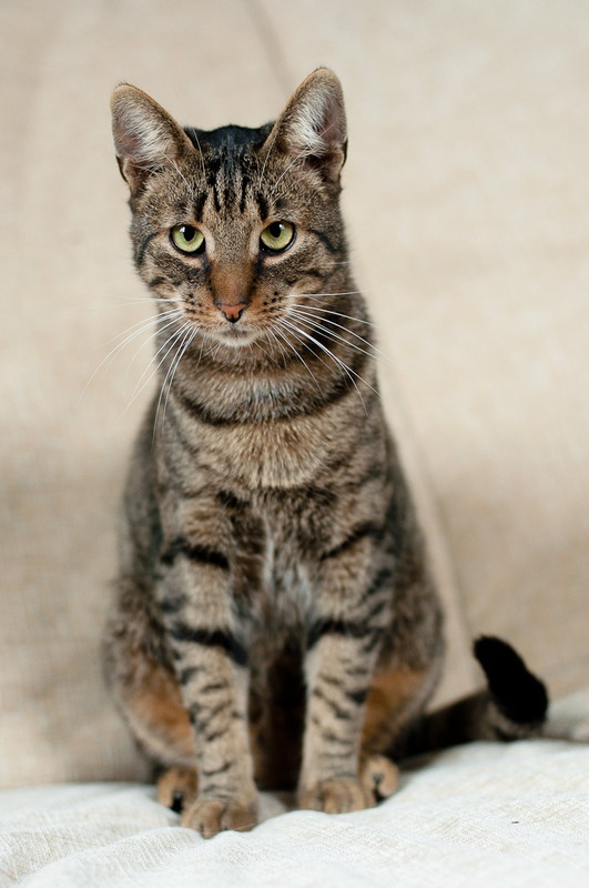 kote 203 — Postimages