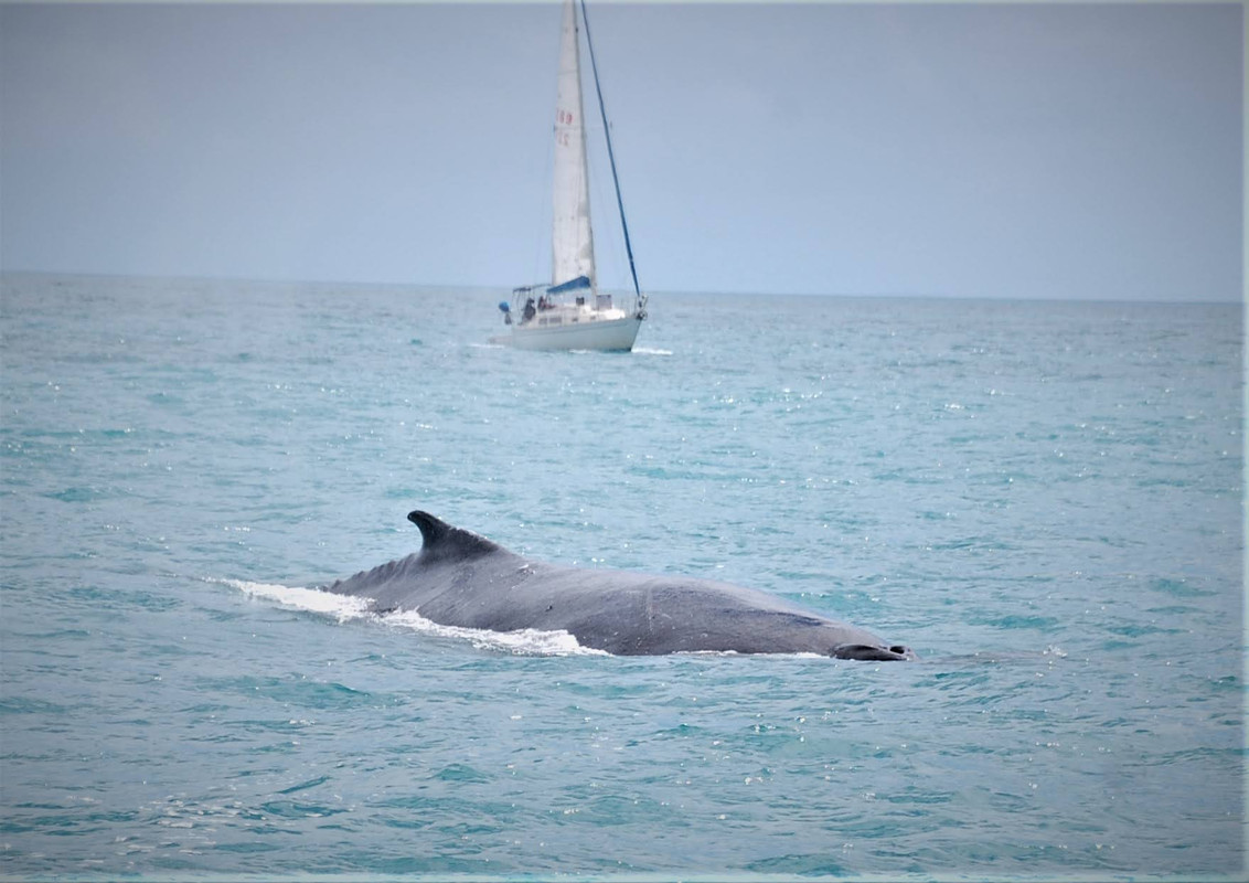 2021 09 13 Hexham Port Clinton DSC 0549 — Postimages