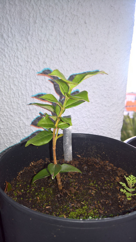 WP 20170520 20 30 38 Pro — Postimages