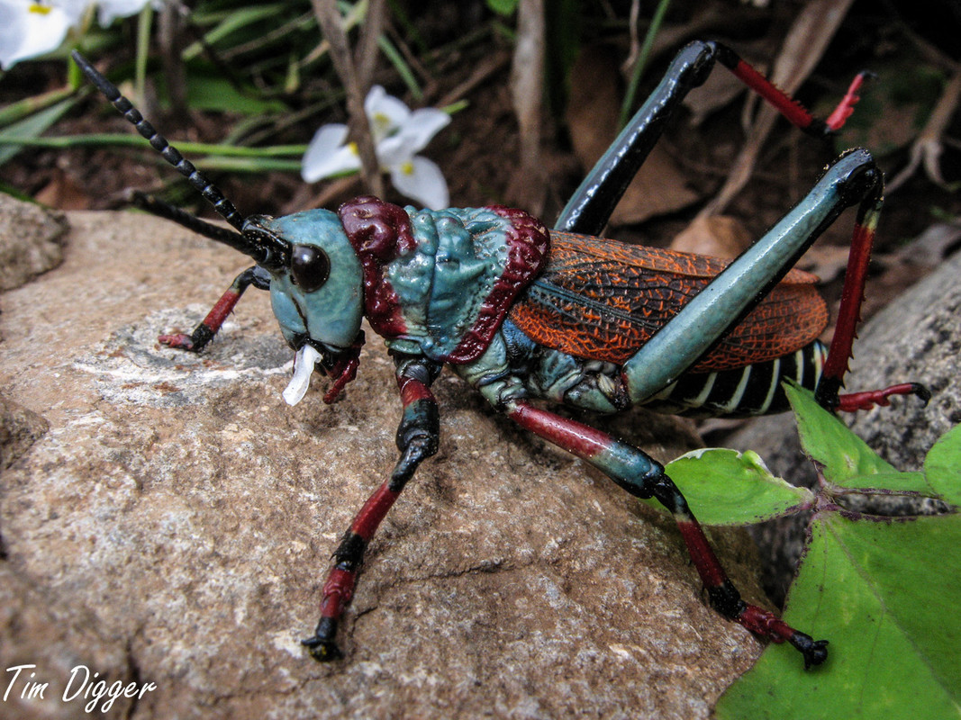 cricket 9463 — Postimages