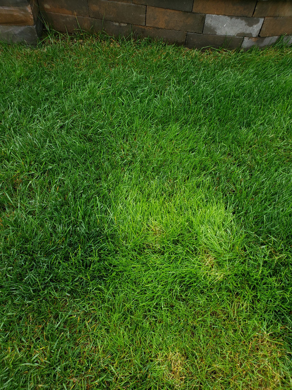 Poa triv? | Lawn Care Forum