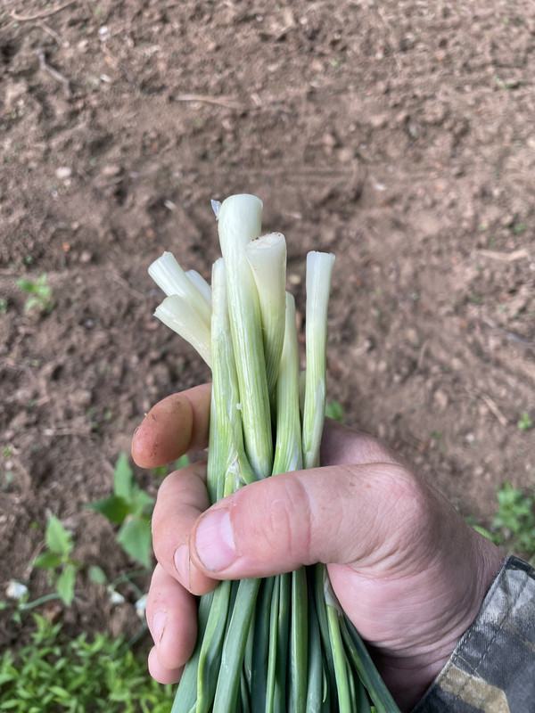 IMG 1099 — Postimages