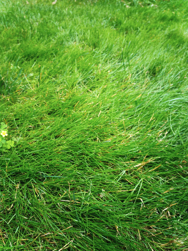 Grass Top Left — Postimages