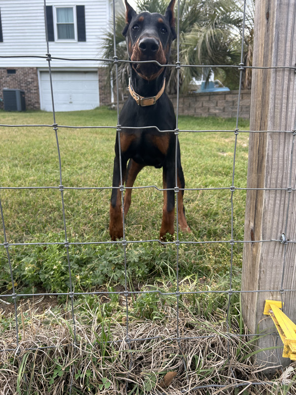 New Puppy Time! Doberman Puppy Pics Within > General Discussion > AR15.COM