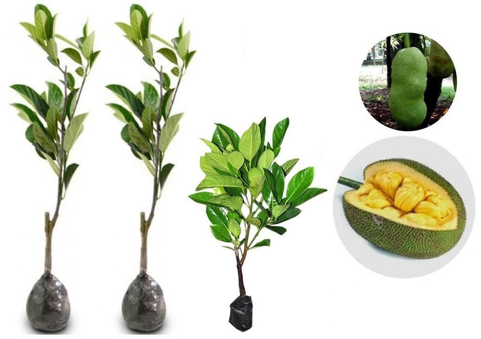 Jual Obral bibit tanaman cempedak king/nangkadak buah manis bergerombol ...