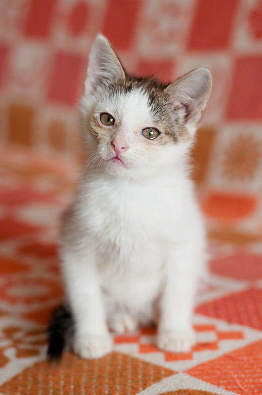 olga 28 — Postimages