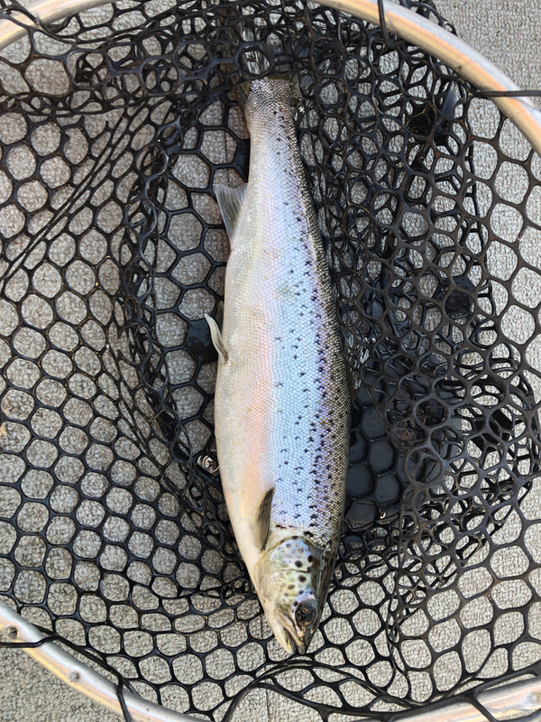 3 C00 F531 69 C7 4157 983 D B5 E21 BB31 EEA — Postimages