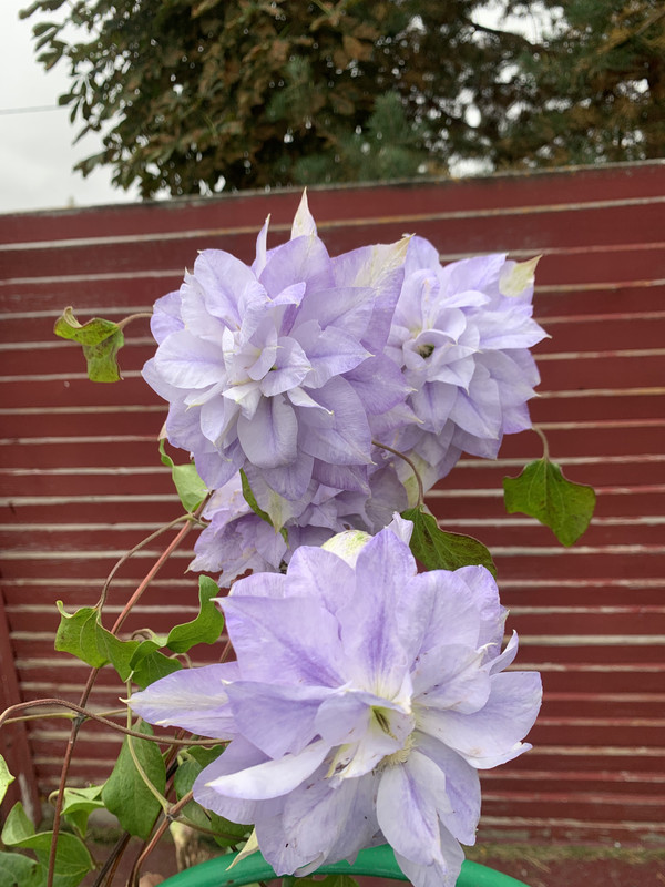 77 CD0 A28 943 E 45 B1 8067 CFBC3474560 B — Postimages