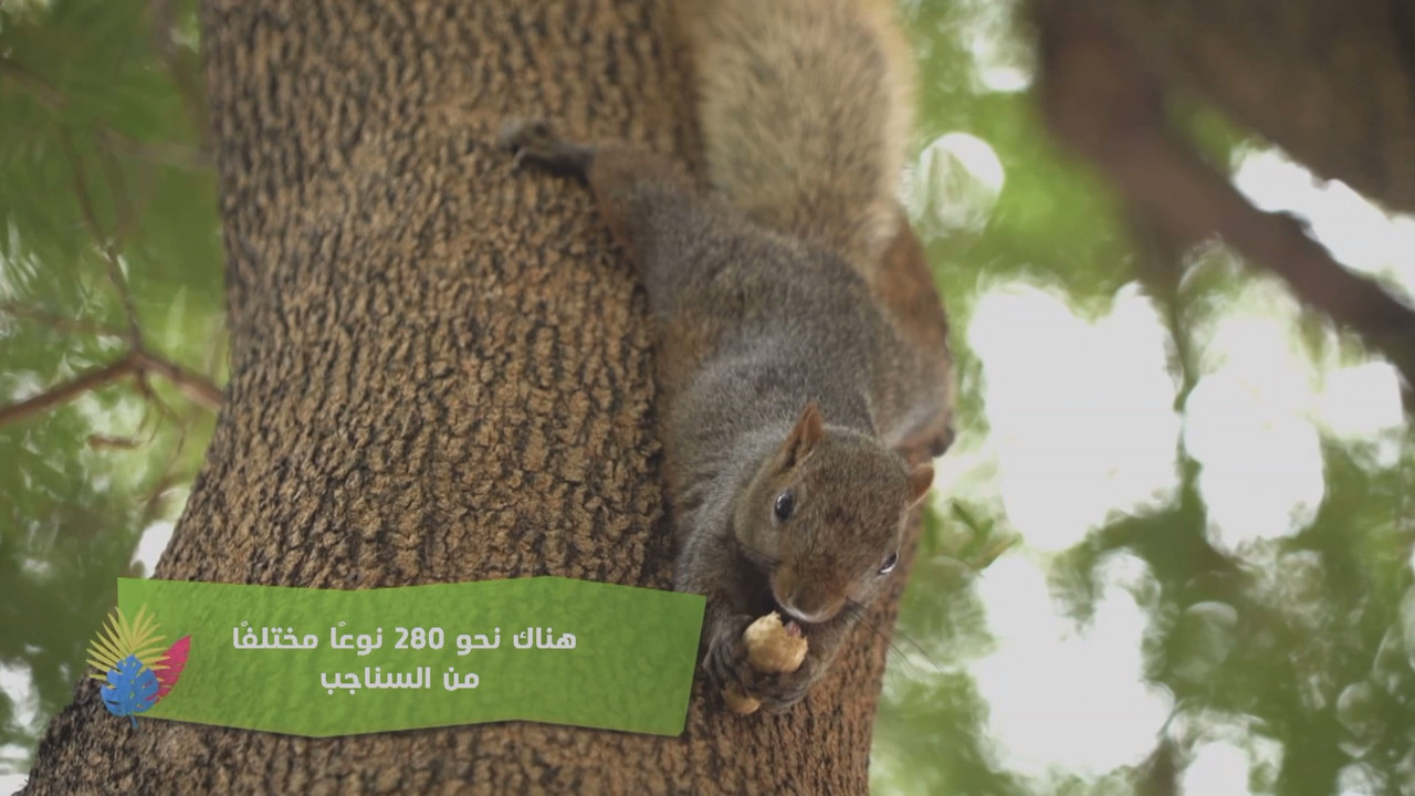 Animal Fanpedia S01 E15 1080p TOD WEB DL AAC2 0 H 264 Future Pirates ...