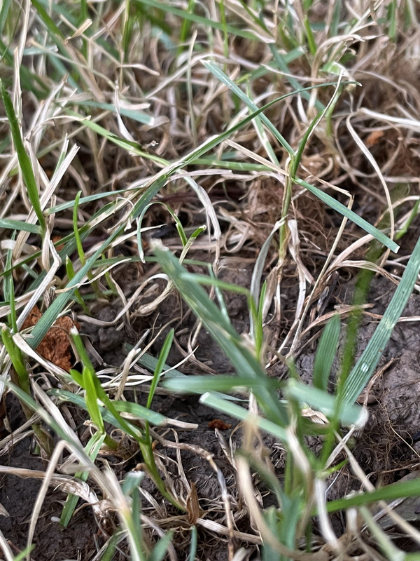Need Help on TTTF lawn in St. Louis MO | Lawn Care Forum