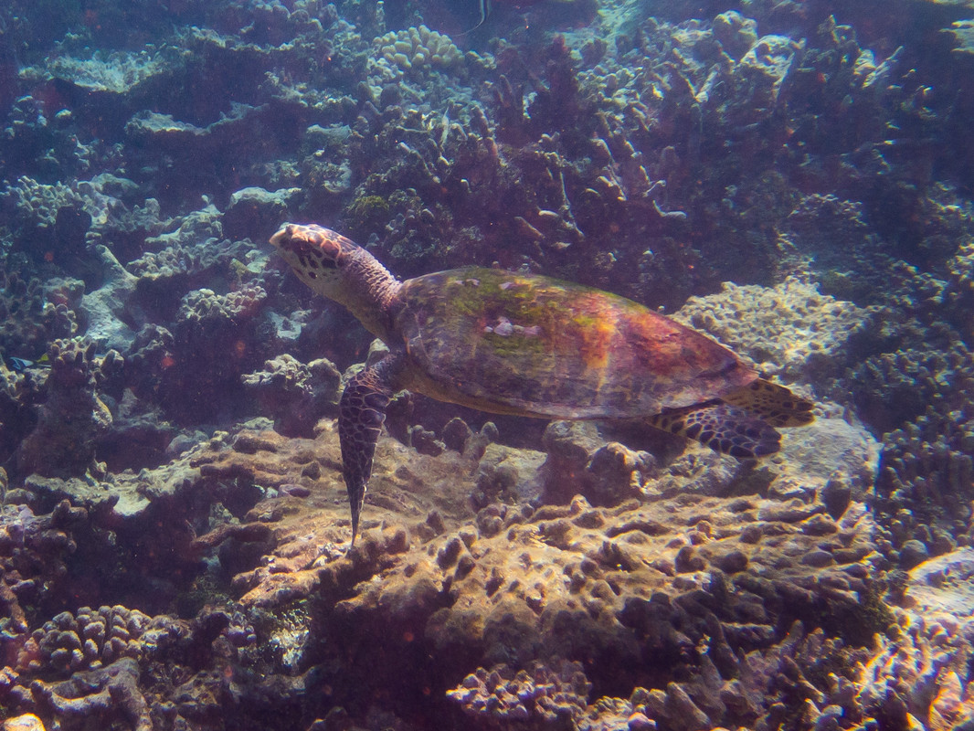 Turtle 2 — Postimages