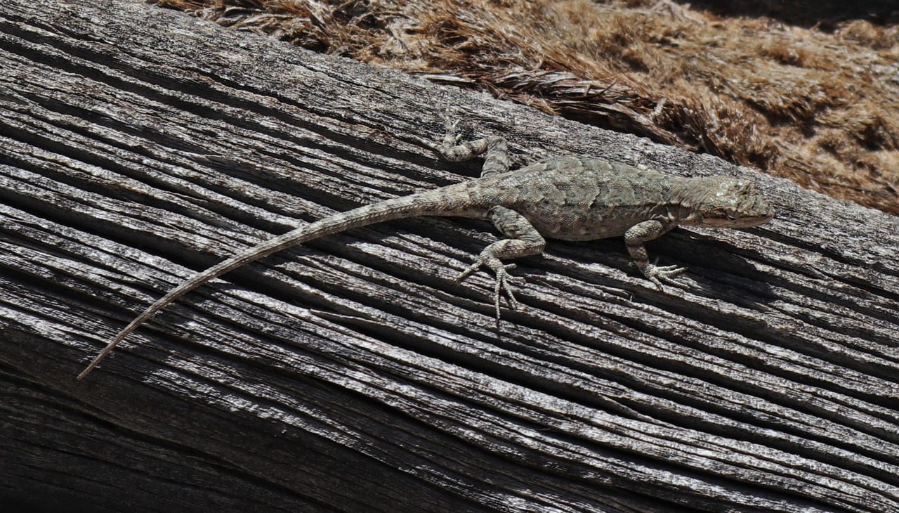 IMG 0789 (2) — Postimages