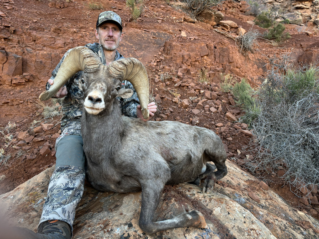 Successful Colorado Sheep Hunt | Long Range Hunting Forum – Expert Gear ...