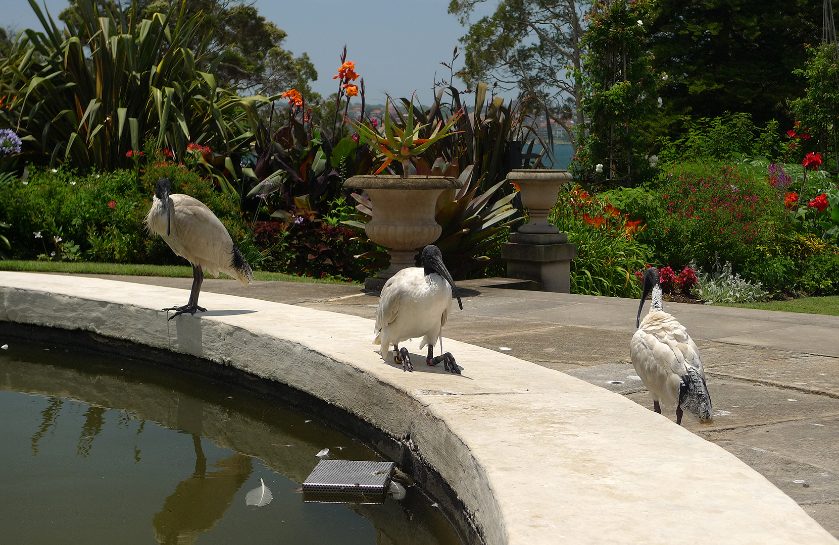 bird3 — Postimages