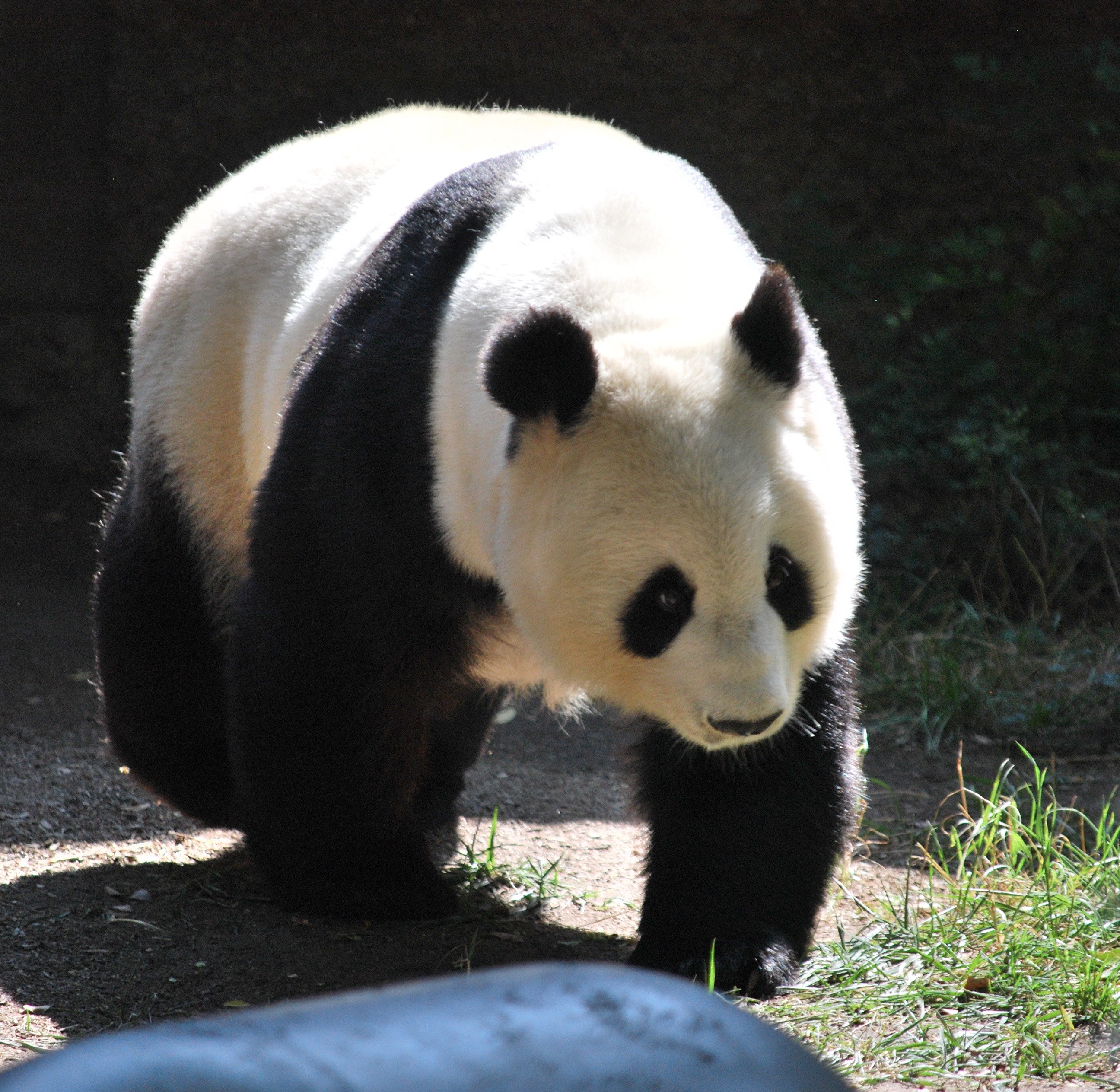 walking panda — Postimages