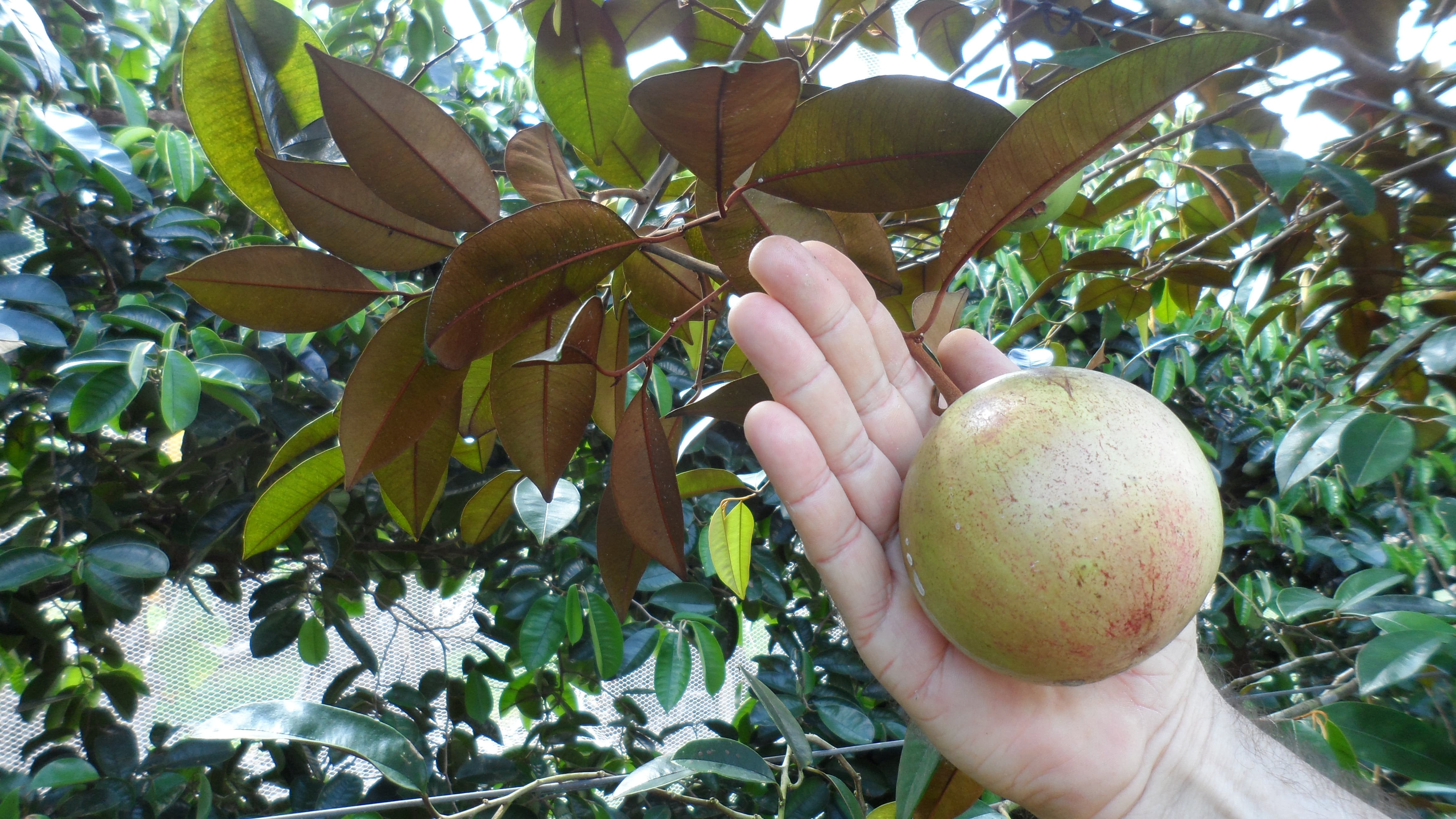 SAM 3554 — Postimages