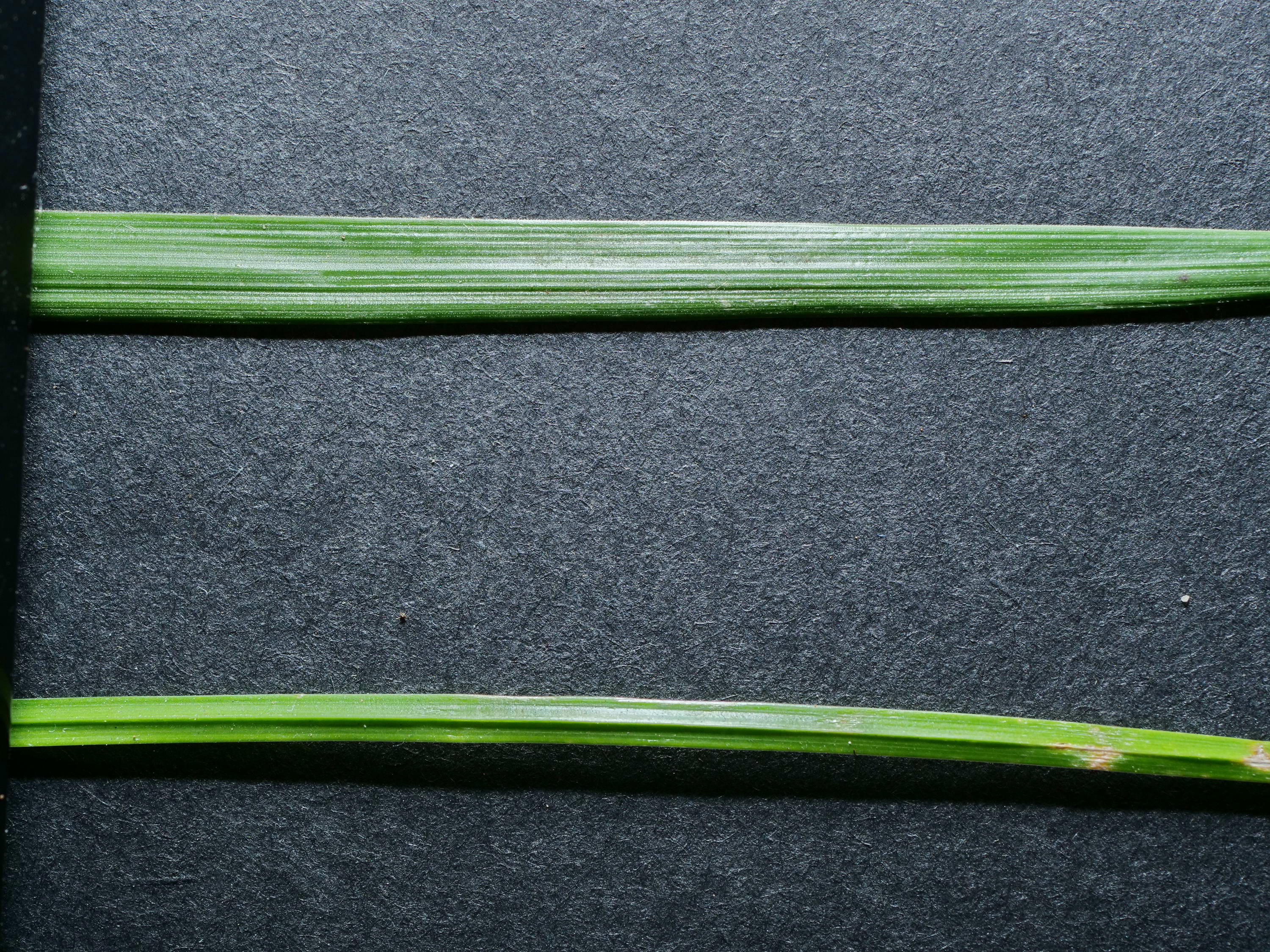 TTTF vs PRG bottom — Postimages