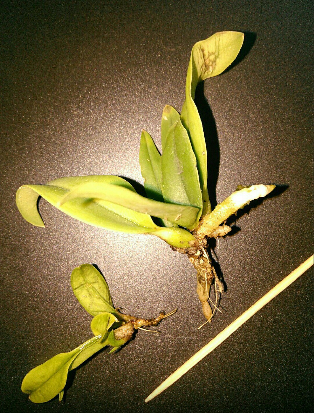 Uc Wqabf6w Jc — Postimages