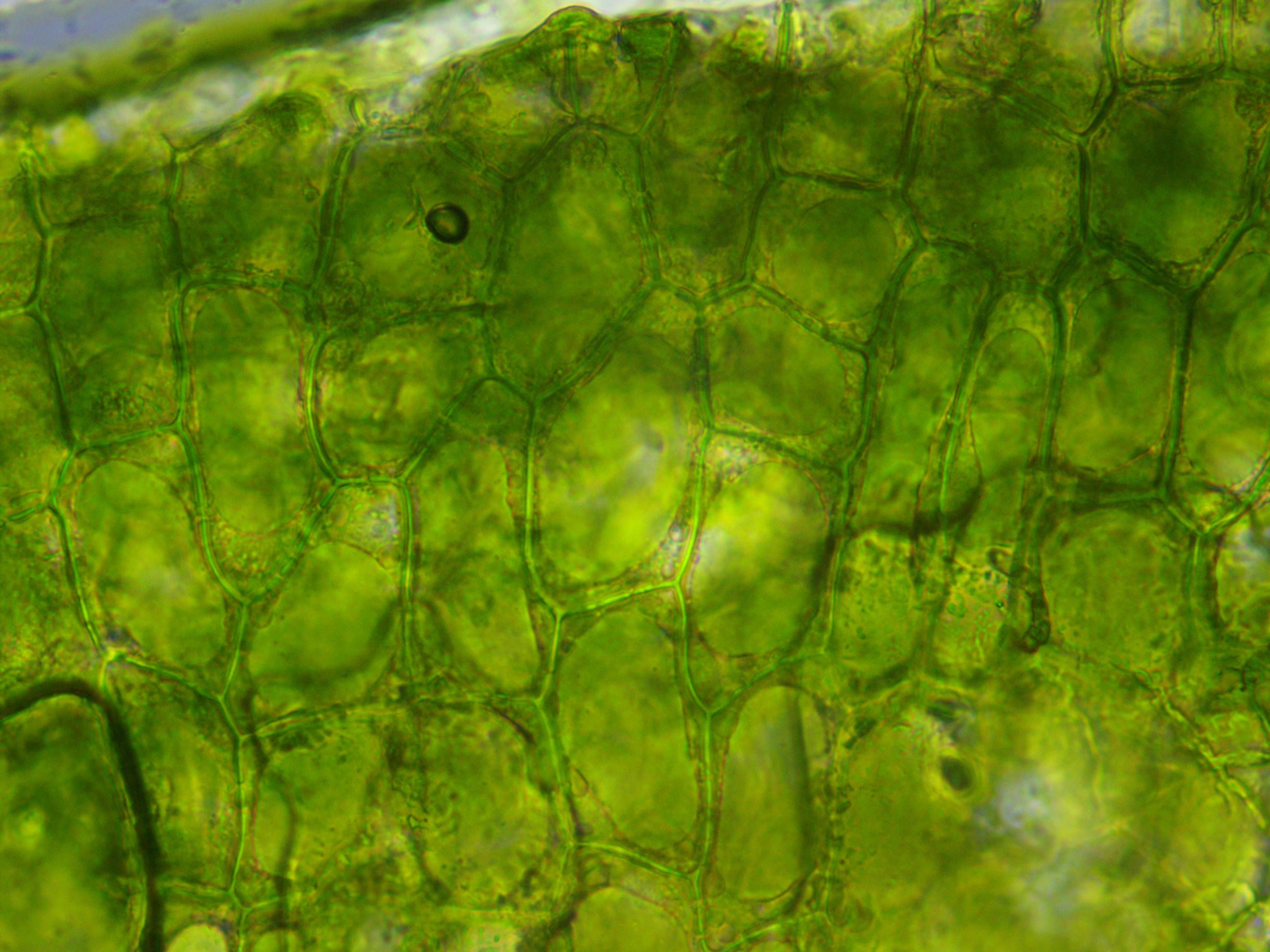 larch leaf — Postimages