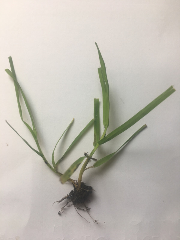 Grassy weed help on renovation | Lawn Care Forum