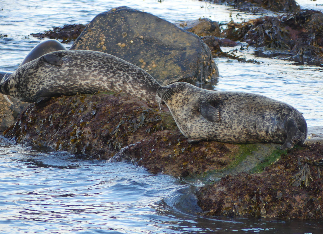 GREY SEAL 4 241023 — Postimages