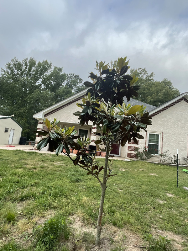 IMG 2539 — Postimages