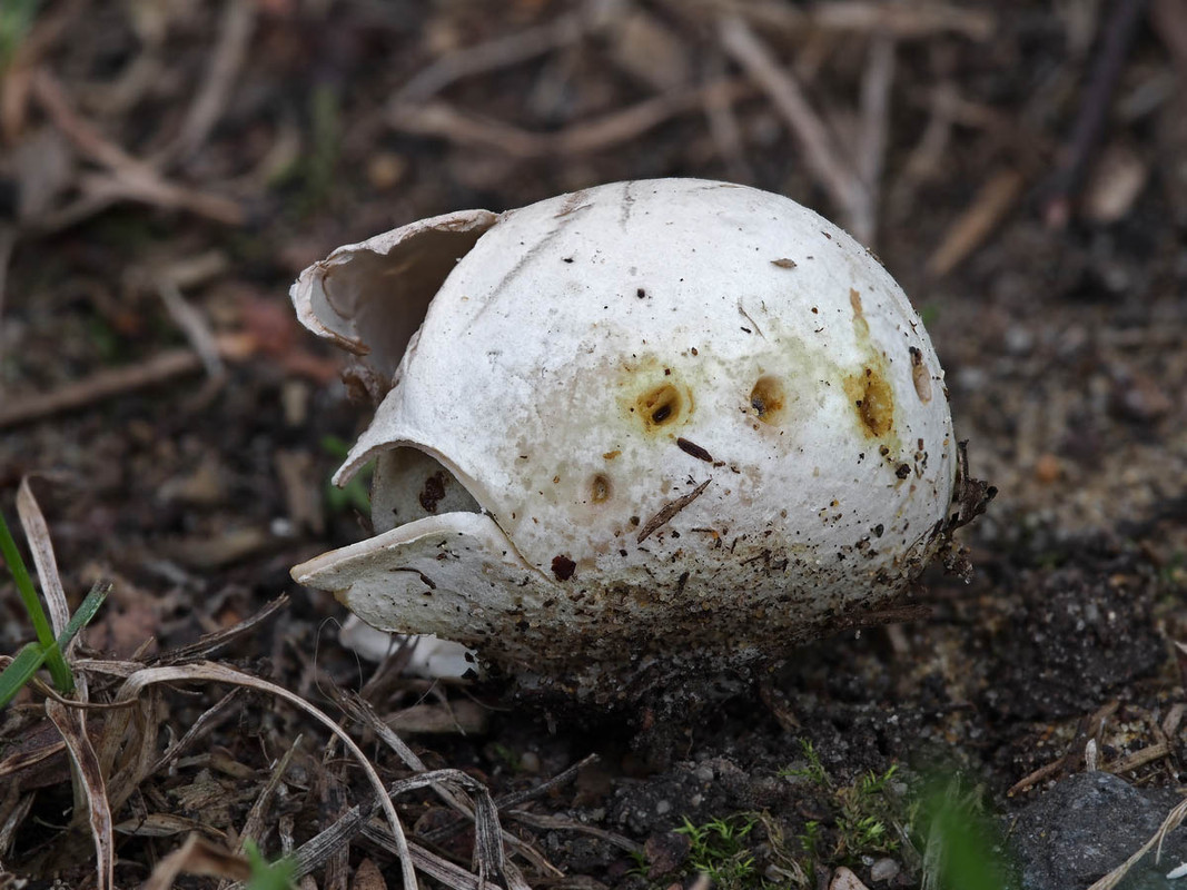 Lycoperdon sp 4 SAE 20210913 — Postimages