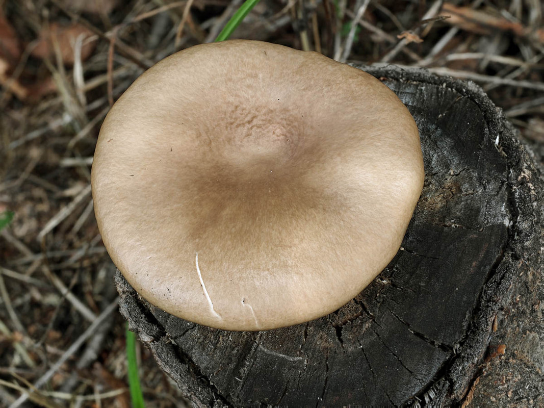 Lentinus sp 3 SAE 20210912 — Postimages