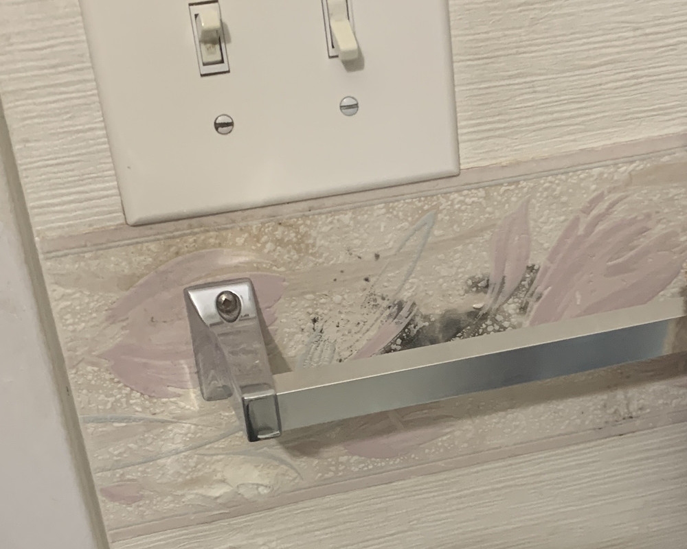 How do I get rid of this gross mold? : r/NoStupidQuestions