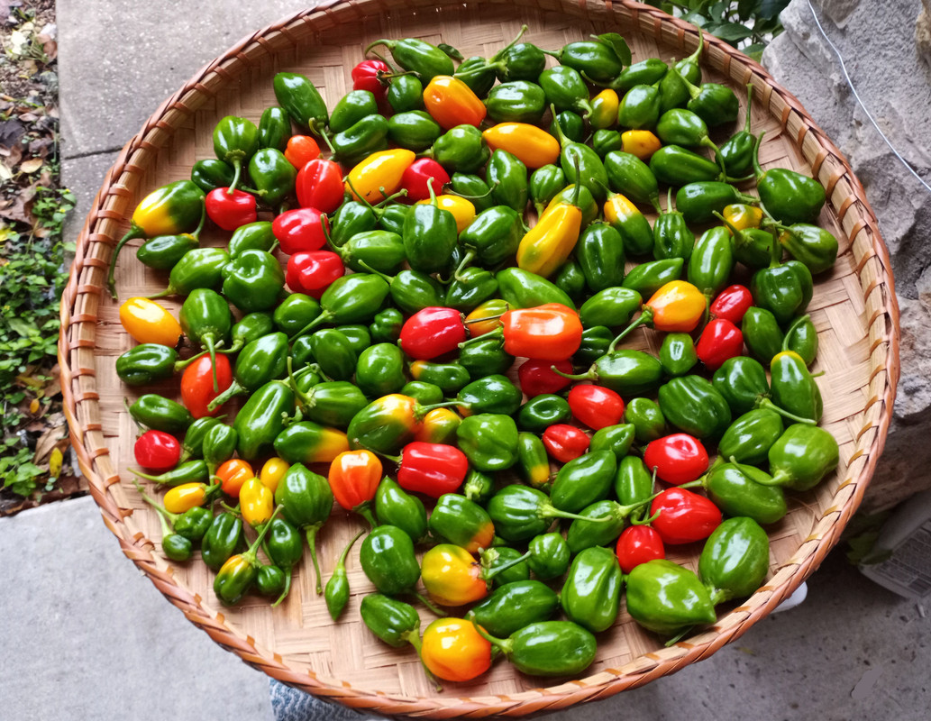 Cremation Services were held Yesterday