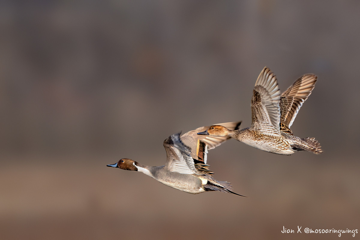 Z8 W7879 SW — Postimages