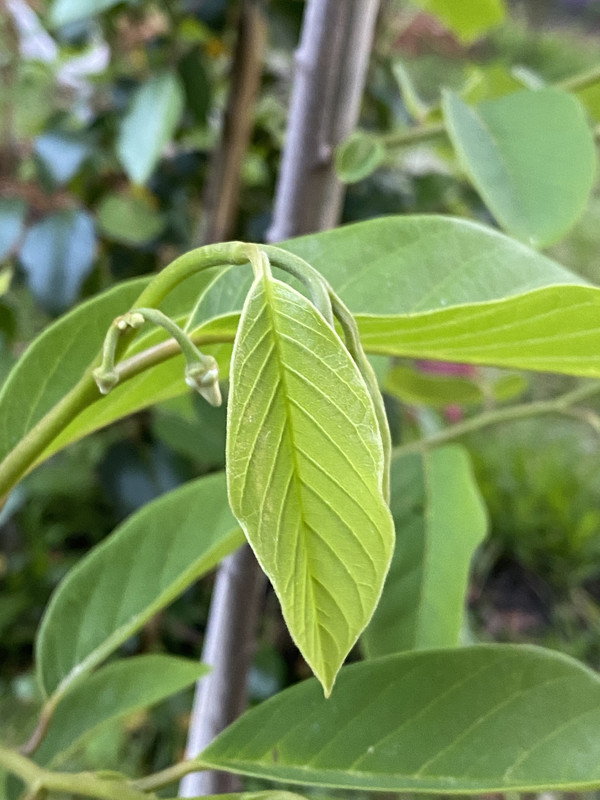 Ov Sl Iltt QIi87ol Ni YOdkg — Postimages