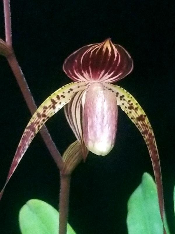 Paph Hsinying Anita | Slippertalk Orchid Forum