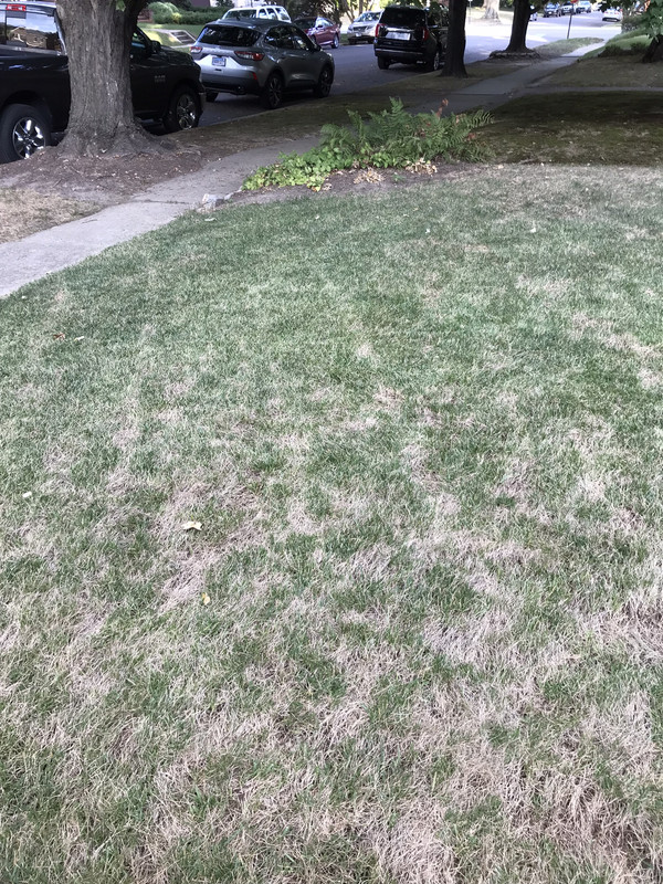 I'm no longer blaming dirty lawnmower wheels | Lawn Care Forum