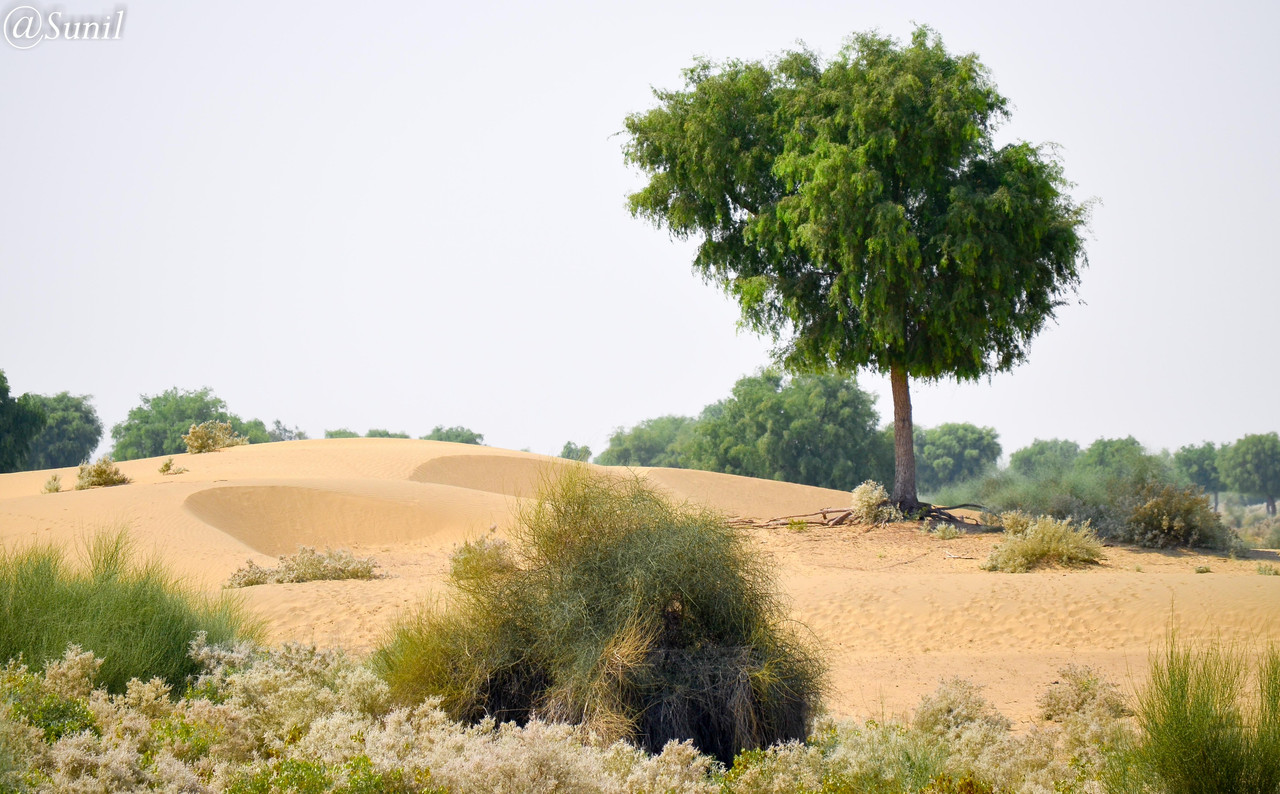 Drive to Munabao, the last Indian Railway Station on the rail link to ...