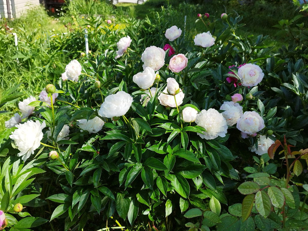 IMG 20240609 092902 — Postimages