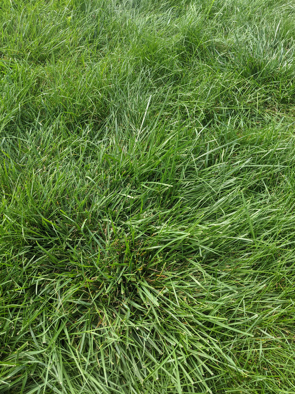 Help me identify this bunch type grass | Lawn Care Forum