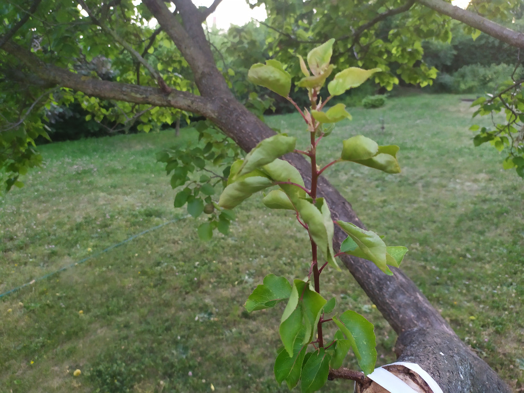 IMG 20220618 205737 — Postimages