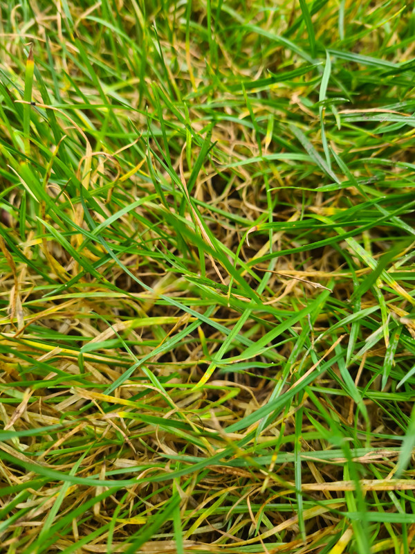 Dying grass | Lawn Care Forum